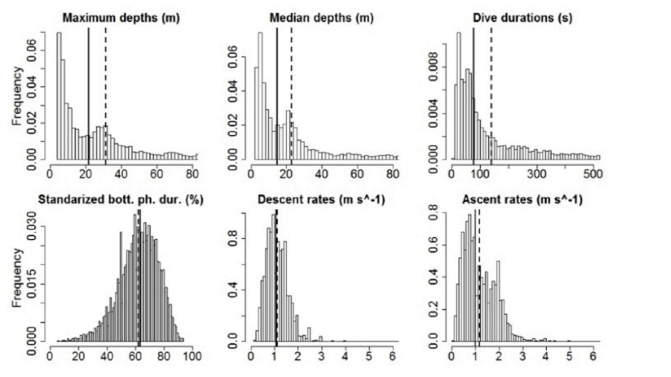 Humpback Whale’s Physiology and Diving Mechanics - FREEDIVE COLOMBIA