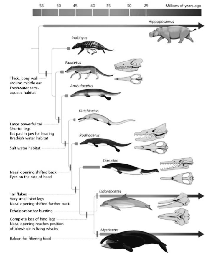 Humpback Whale’s Physiology and Diving Mechanics - FREEDIVE COLOMBIA